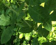 PlantShare: Go Botany