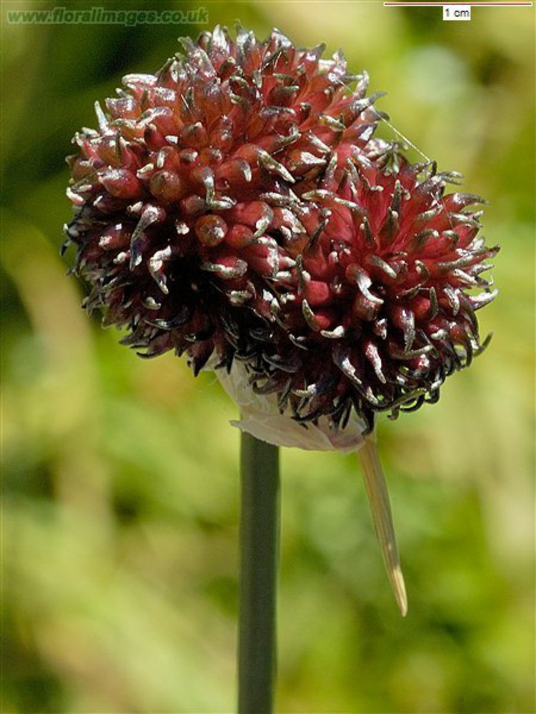 Allium Vineale crow Garlic Go Botany Allium Vineale crow Garlic Go Botany