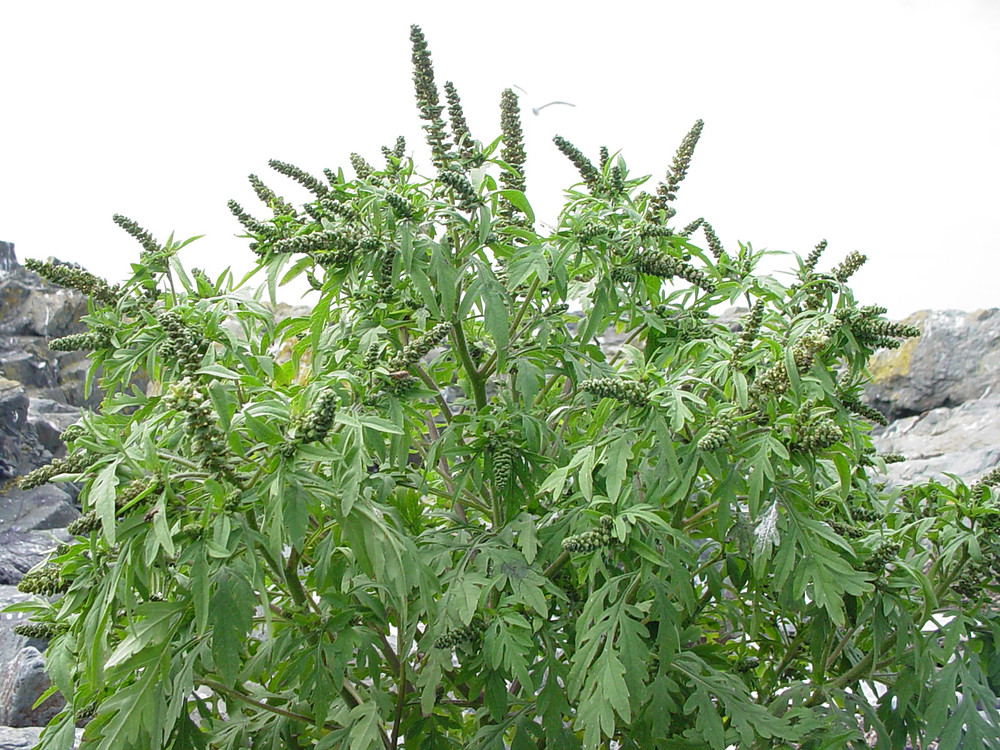 Ambrosia Artemisiifolia common Ragweed Go Botany