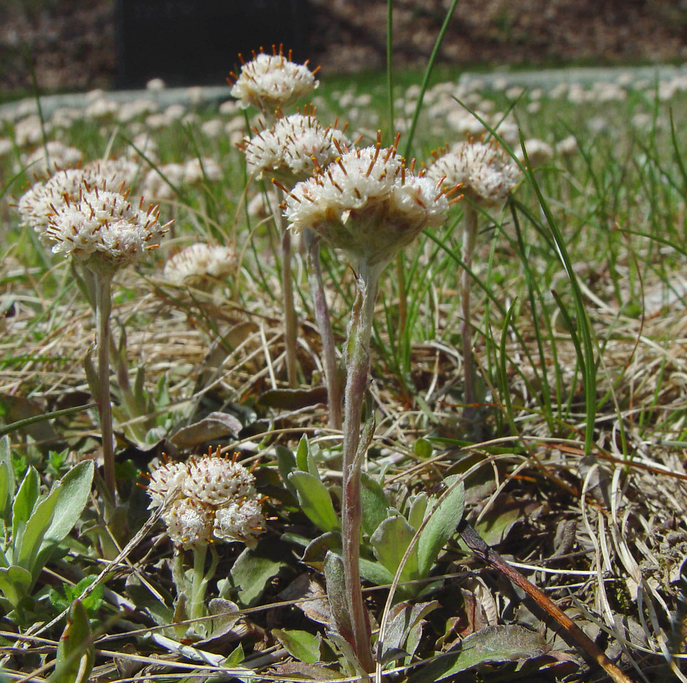 Antennaria Neglecta field Pussytoes Go Botany Antennaria Neglecta field Pussytoes Go Botany