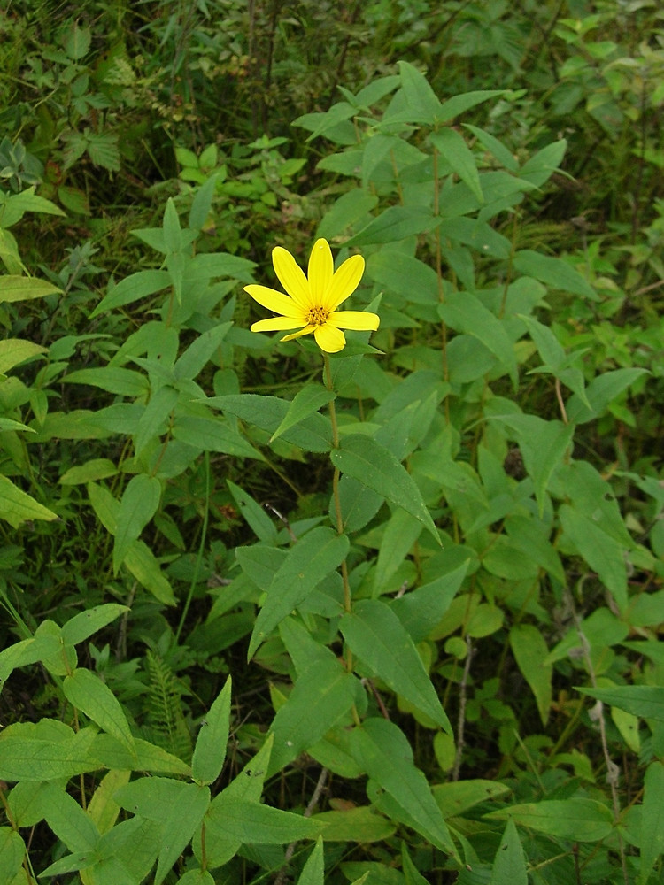 Helianthus strumosus (pale-leaved sunflower): Go Botany