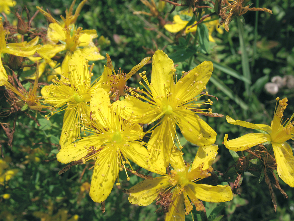 Hypericum Perforatum common St John s wort Go Botany