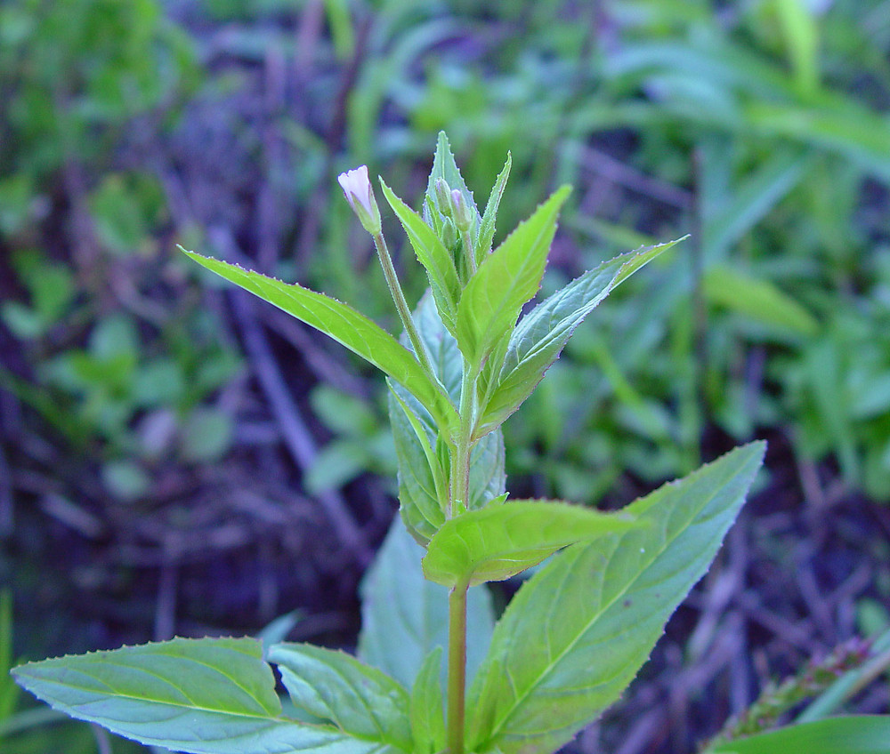 Epilobium Ciliatum fringed Willow herb Go Botany Epilobium Ciliatum fringed Willow herb Go Botany
