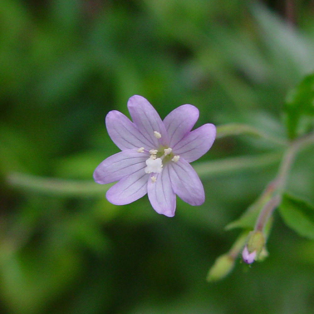 Epilobium Ciliatum fringed Willow herb Go Botany Epilobium Ciliatum fringed Willow herb Go Botany