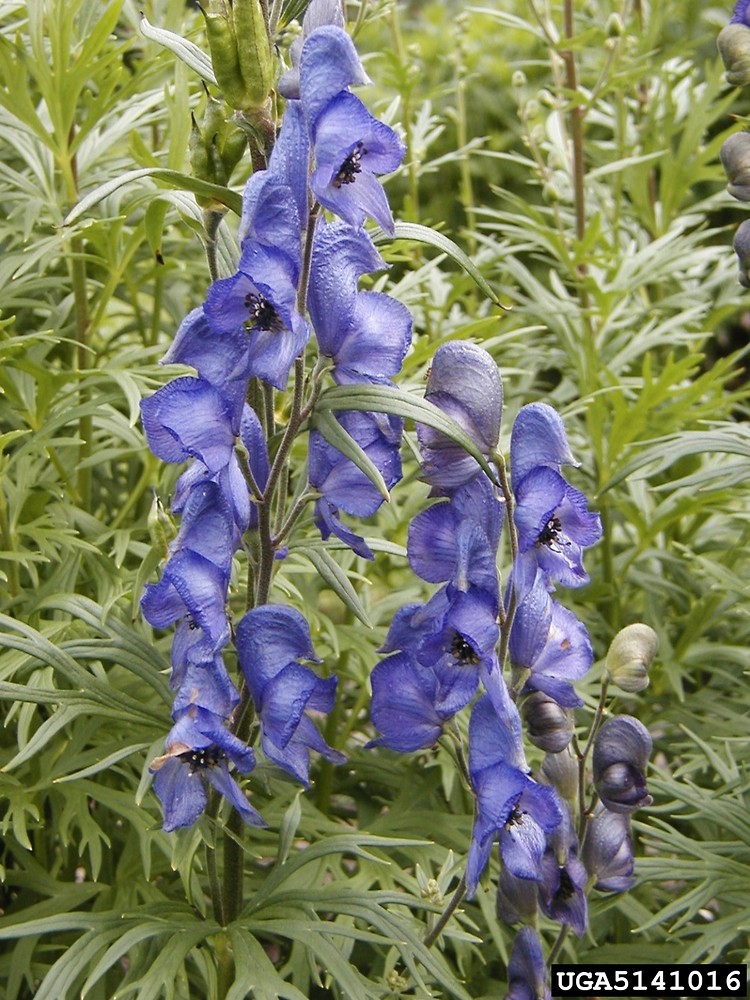 Aconitum Monkshood Aconitum Monkshood