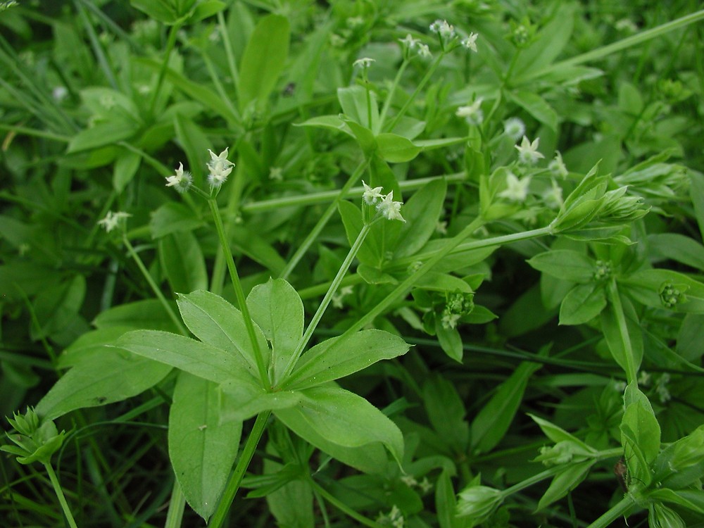Galium Triflorum fragrant Bedstraw Go Botany Galium Triflorum fragrant Bedstraw Go Botany
