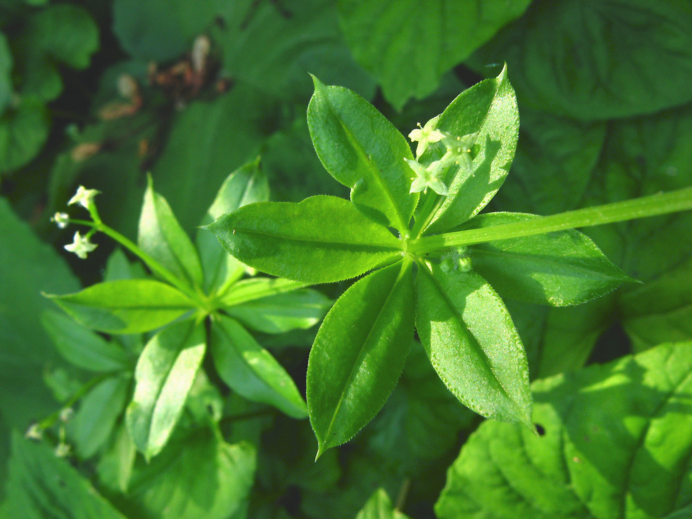 Galium Triflorum fragrant Bedstraw Go Botany Galium Triflorum fragrant Bedstraw Go Botany