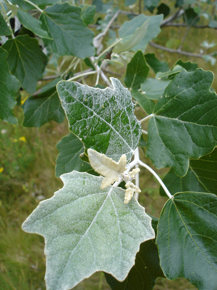 Populus Alba Alchetron The Free Social Encyclopedia
