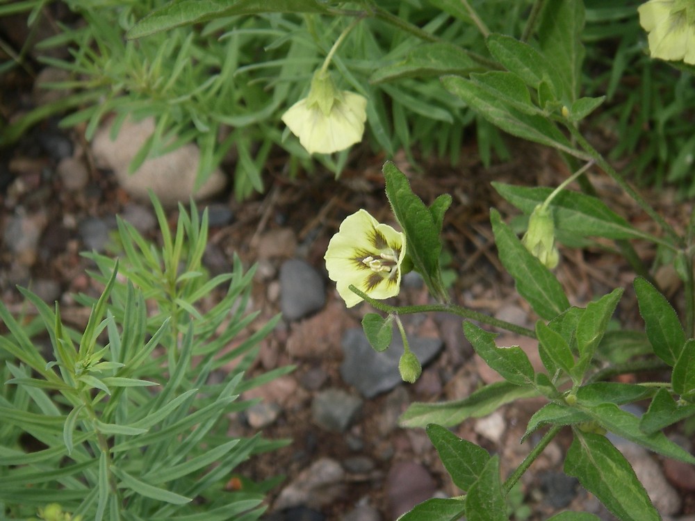 Physalis Virginiana Virginia Ground cherry Go Botany
