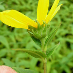 Helianthus strumosus (pale-leaved sunflower): Go Botany