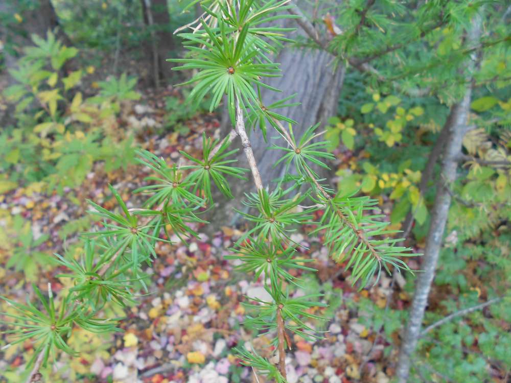 Sighting: American larch at Hitchcock Center, Amherst MA: PlantShare ...
