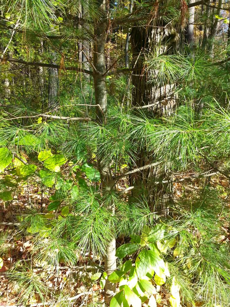 Sighting: Pinus strobus at 42.370, -72.505: PlantShare: Go Botany